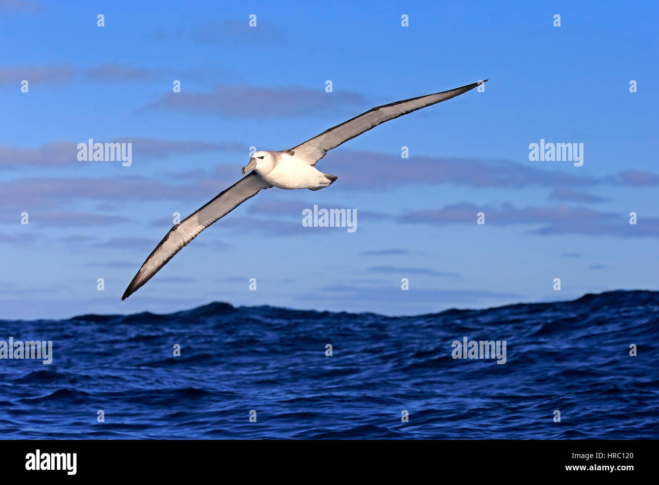 Shy Albatross, (Thalassarche cauta), adult couple flying, Cape of the ...