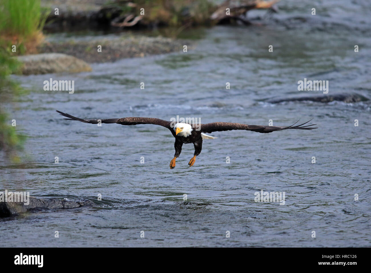 Bald eagle flying over water hi-res stock photography and images - Alamy