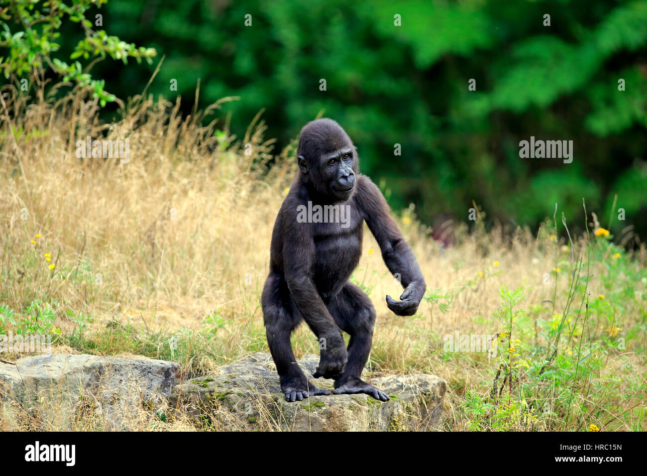 Lowland Gorilla, (Gorilla gorilla), young relaxed, Africa Stock Photo ...