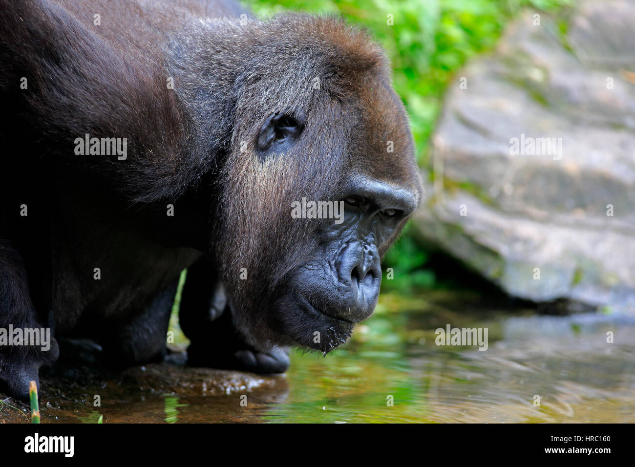 Lowland Gorilla, (Gorilla gorilla), adult female drinking portrait ...