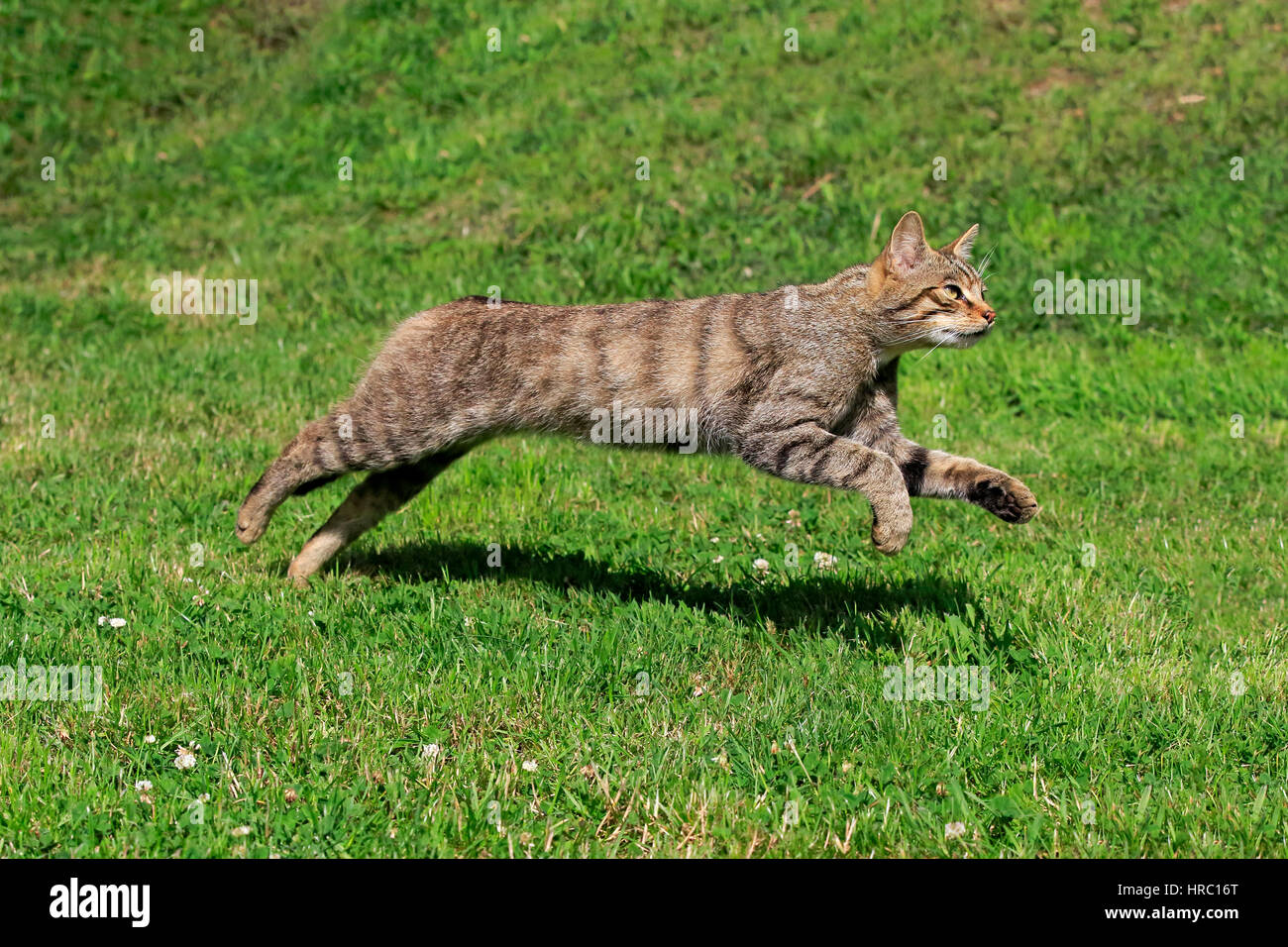 Scottish wildcat action hi-res stock photography and images - Alamy
