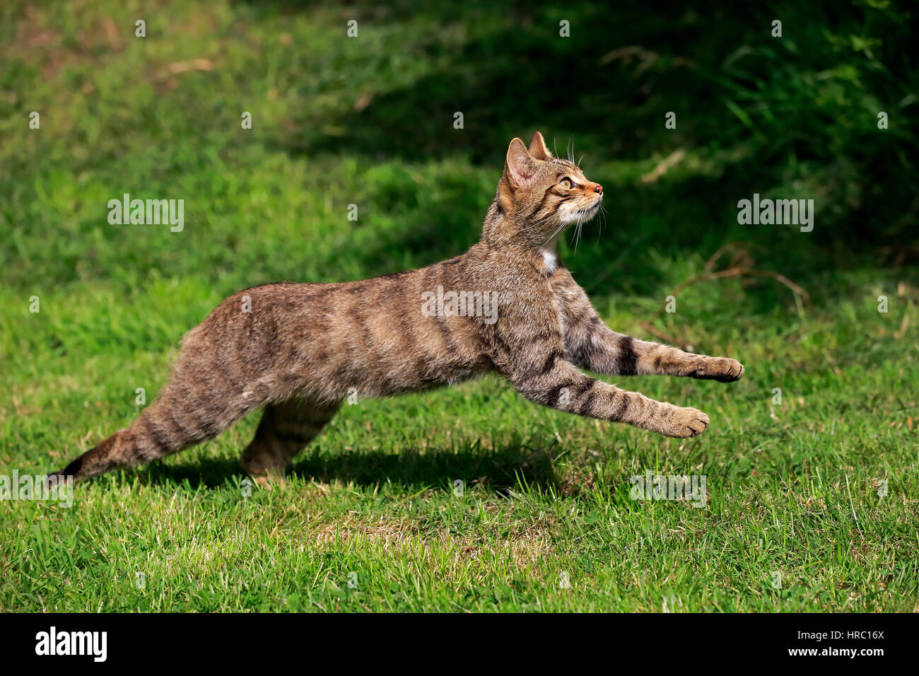 Scottish Wildcat, (Felis silvestris silvestris), adult jumping, Surrey ...
