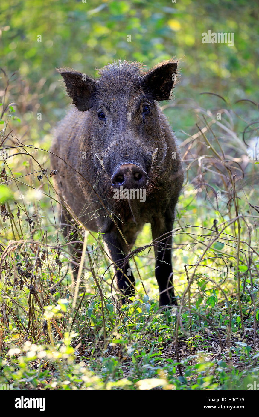 Eurasian wild boar hi-res stock photography and images - Alamy