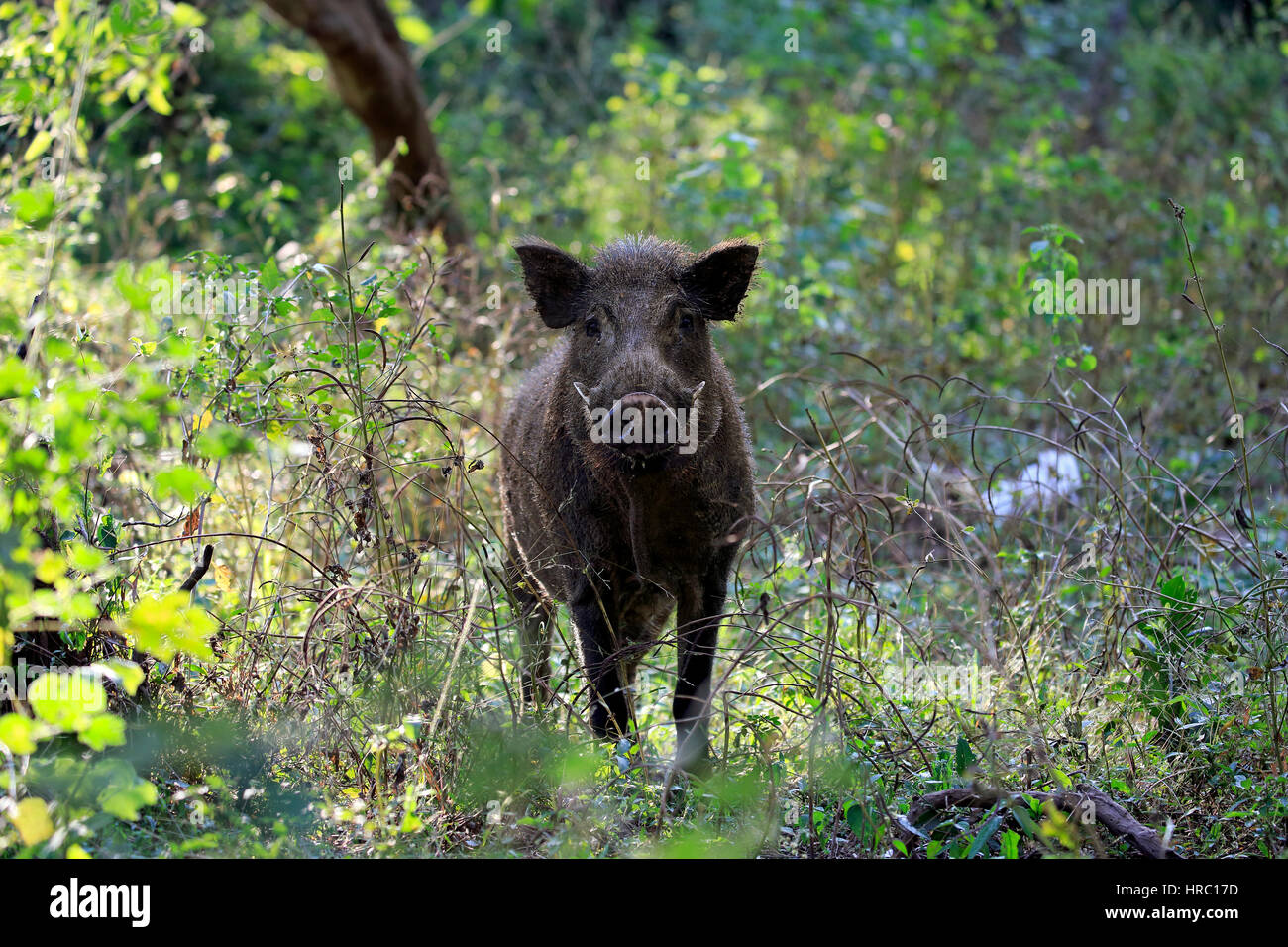 Eurasian Wild Boar, (Sus scrofa affinis), (Sus affinis), adult alert ...