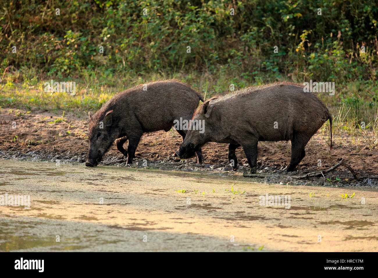 Eurasian Wild Boar, (Sus scrofa affinis), (Sus affinis), couple at ...