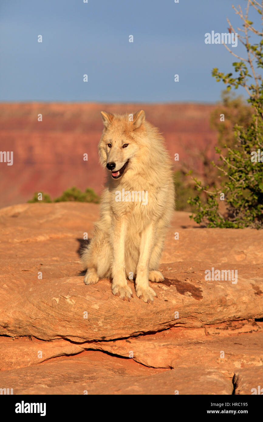 Gray Wolf, Timber Wolf, (Canis lupus), Monument Valley, Utah, USA ...