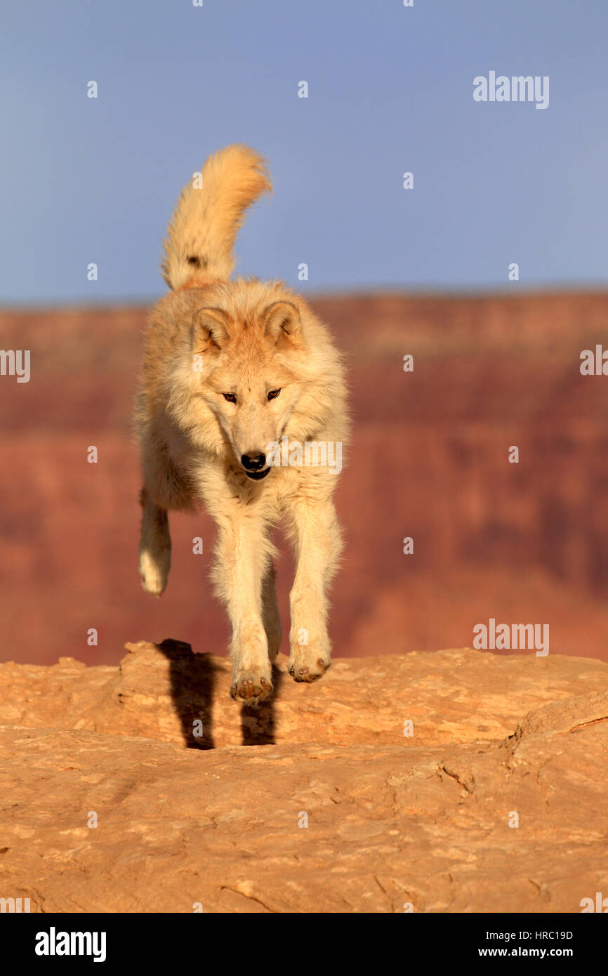 Gray Wolf, Timber Wolf, (Canis lupus), Monument Valley, Utah, USA ...