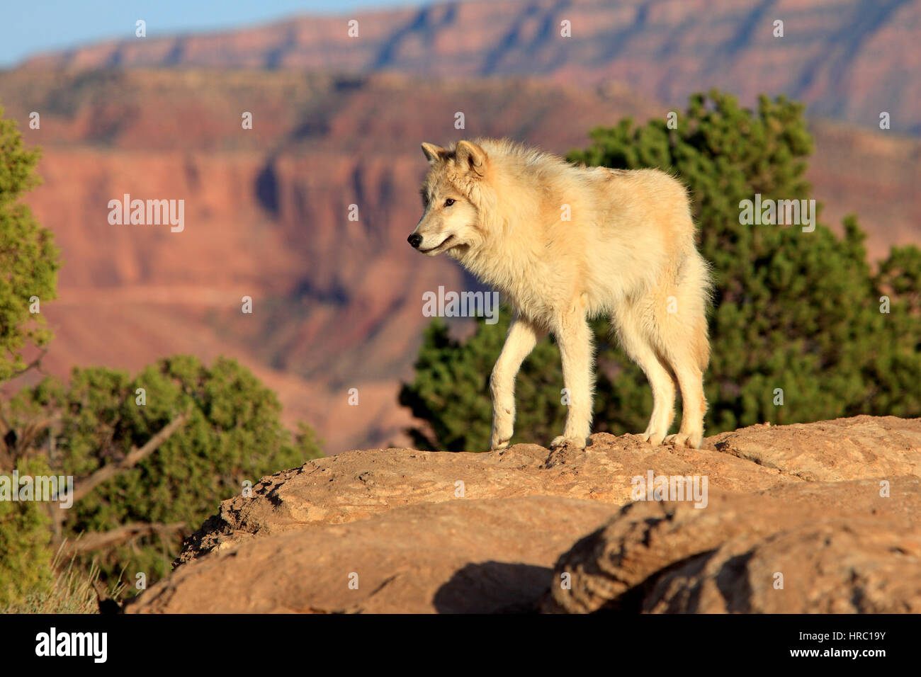 Gray Wolf, Timber Wolf, (Canis lupus), Monument Valley, Utah, USA ...
