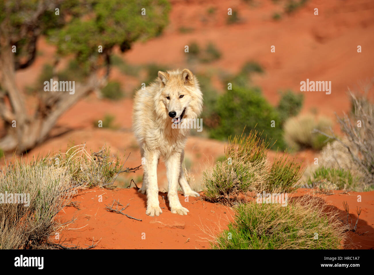 Gray Wolf, Timber Wolf, (Canis lupus), Monument Valley, Utah, USA ...