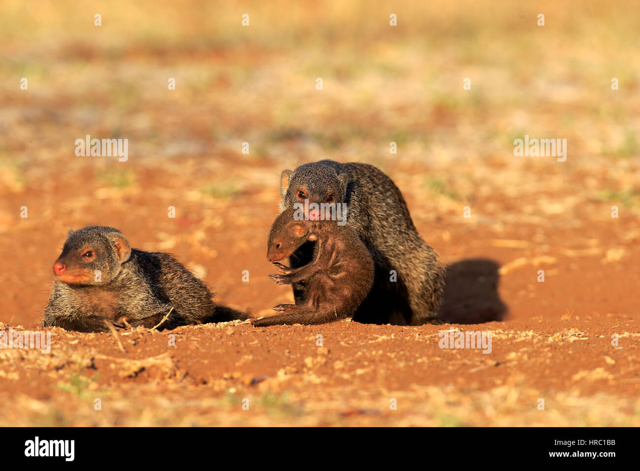 Banded mongoose, (Mungos mungo), mother with young bites to carry ...