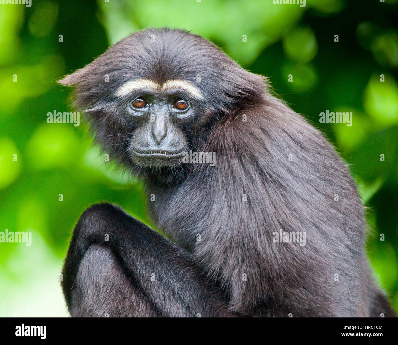 Hoolock Gibbon (Hylobates hoolock) male Stock Photo - Alamy