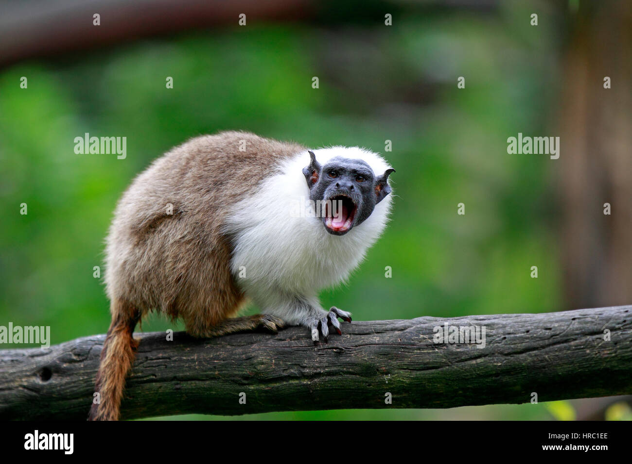 Pied Tamarin, (Saguinus bicolor), South America, adult on tree ...