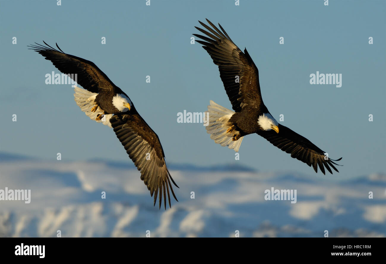 Bald Eagles in flight above the Kachemak Bay near Homer in Alaska with ...