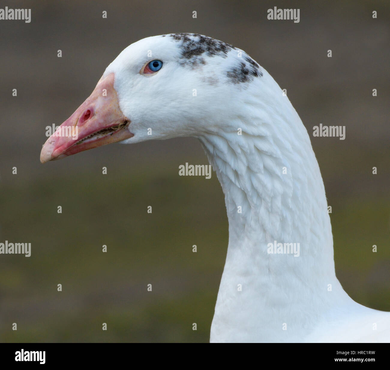 Portrait of a goose Stock Photo - Alamy