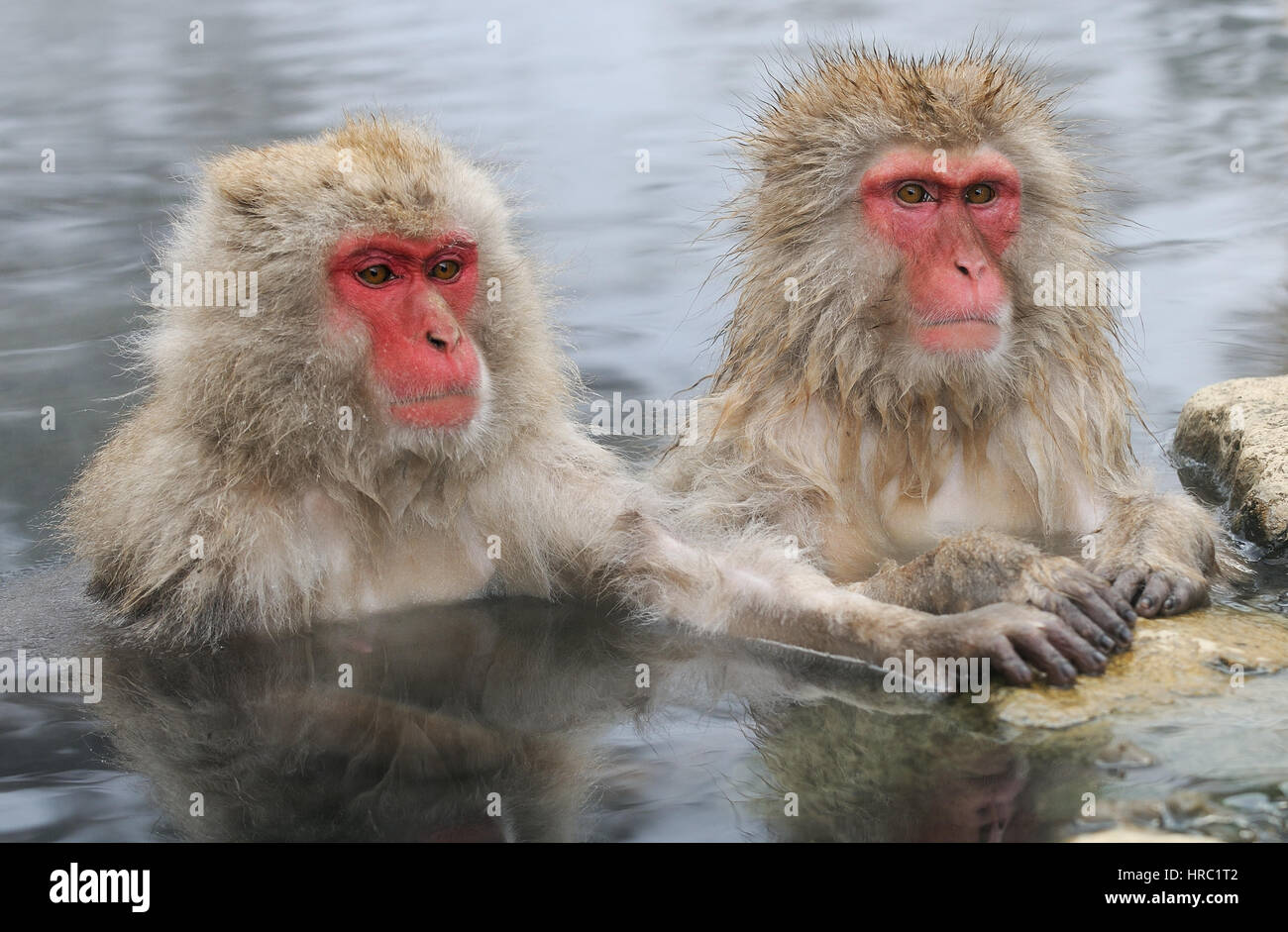 Japanese Macaque aka Snow Monkeys at Jigokudani hot spring near Nagano ...