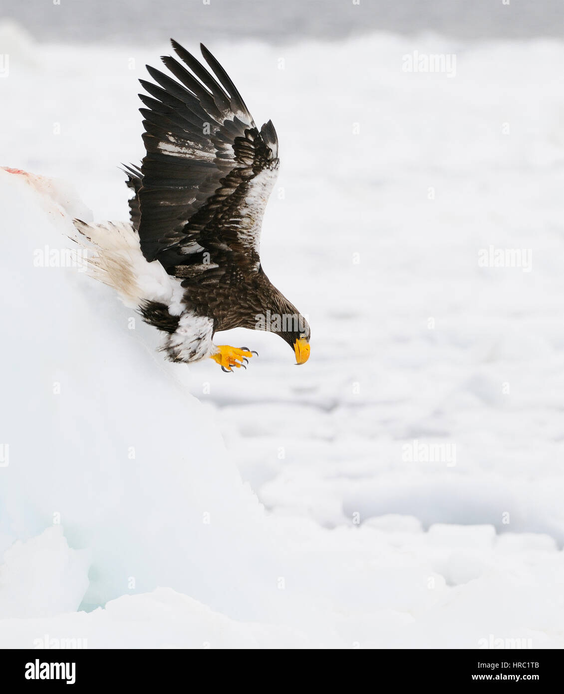 Steller's Sea Eagles on the drifting ice in Nemuro Strait a few miles ...