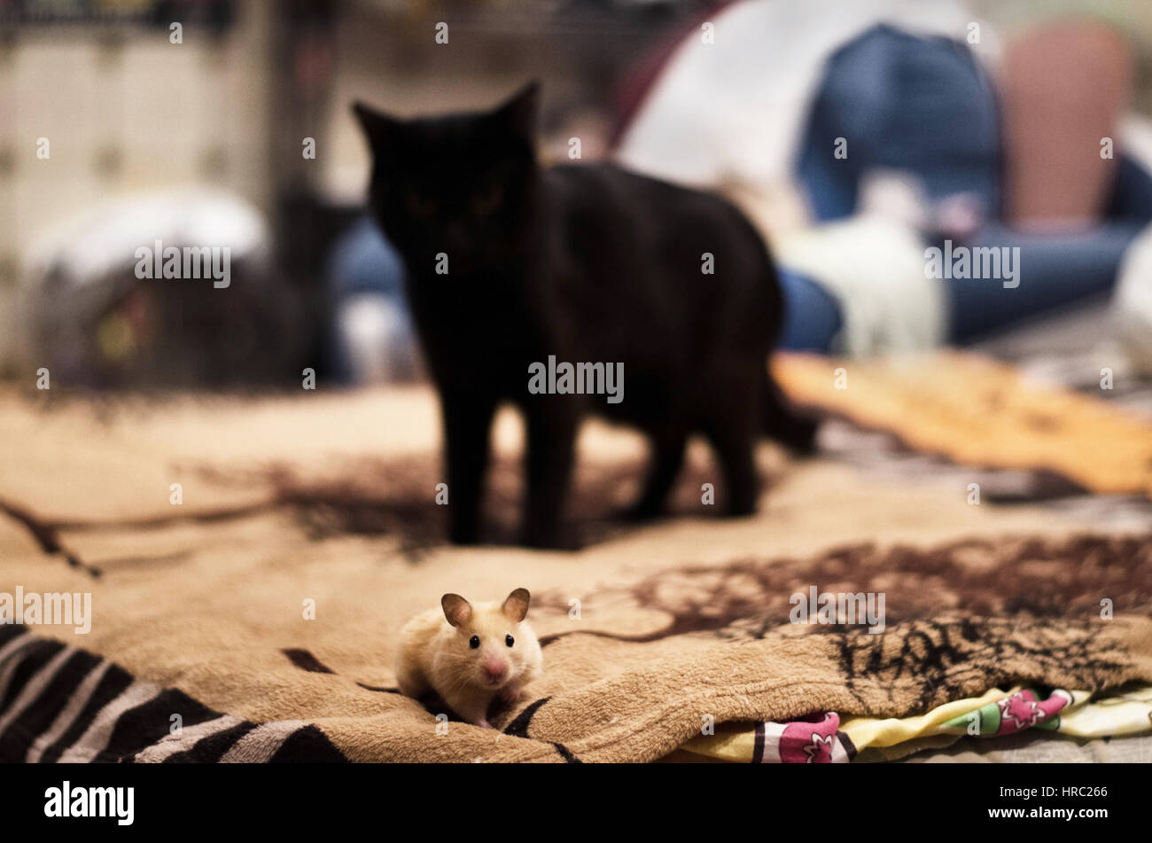 Hamster and cat on in the bed, hunting, chase Stock Photo - Alamy