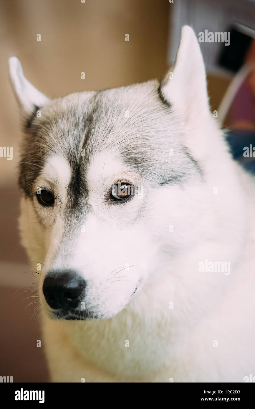 White And Gray Adult Siberian Husky Dog Or Sibirsky Husky Close Up ...