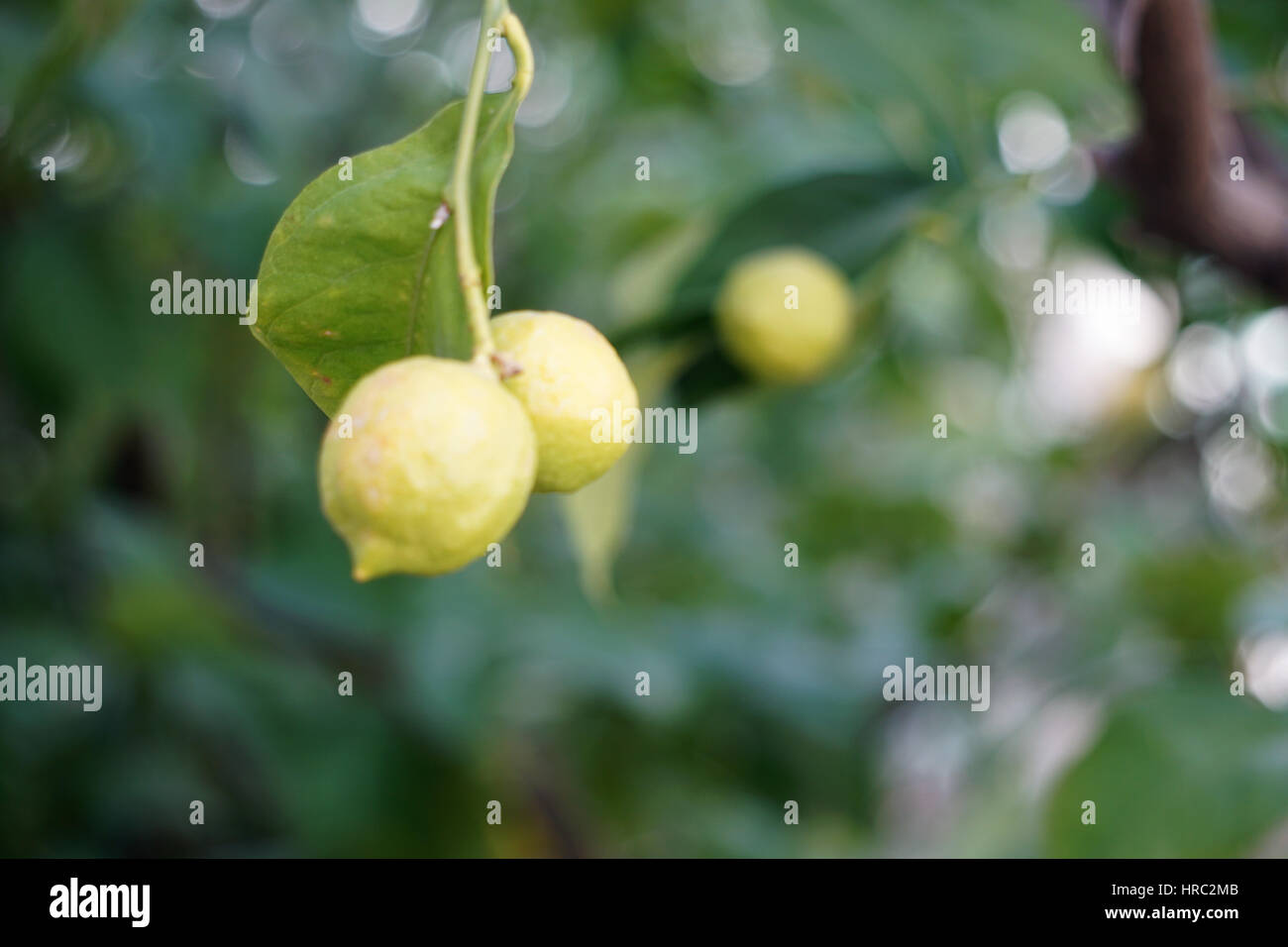 Set fruit tree planting hi-res stock photography and images - Alamy
