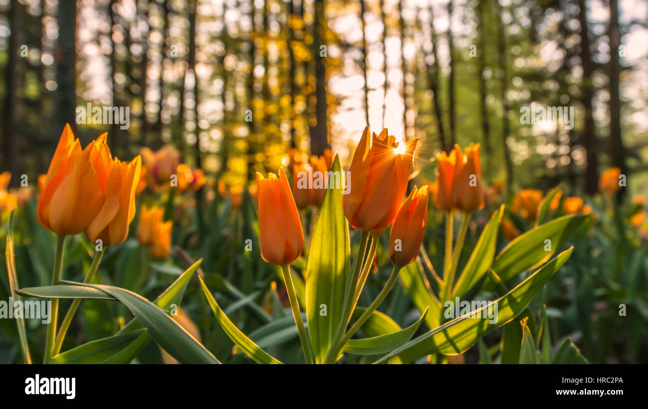 A field of orange flowers Stock Photo - Alamy