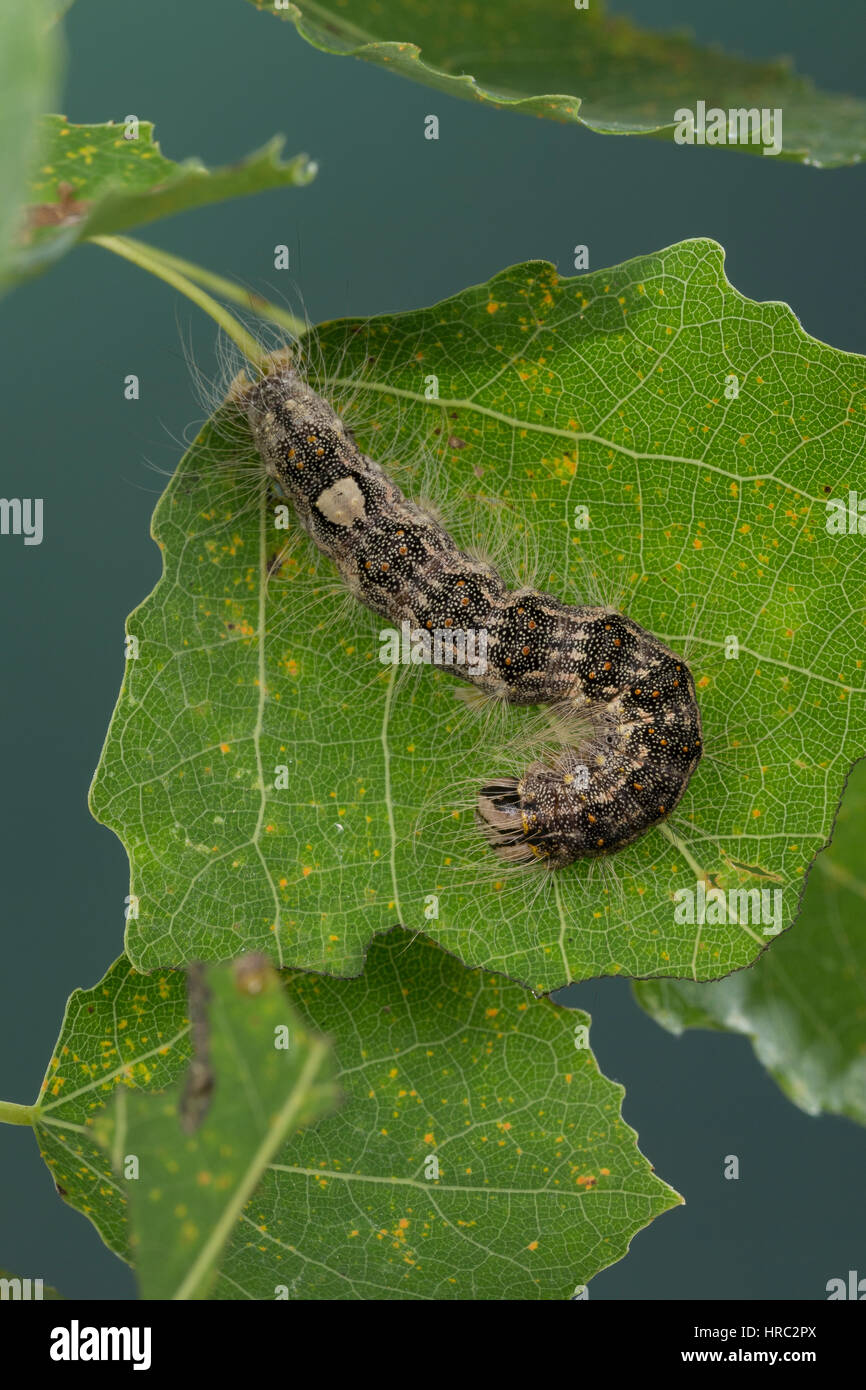 Großkopf-Rindeneule, Großkopf, Aueneule, Raupe frisst an Zitterpappel ...