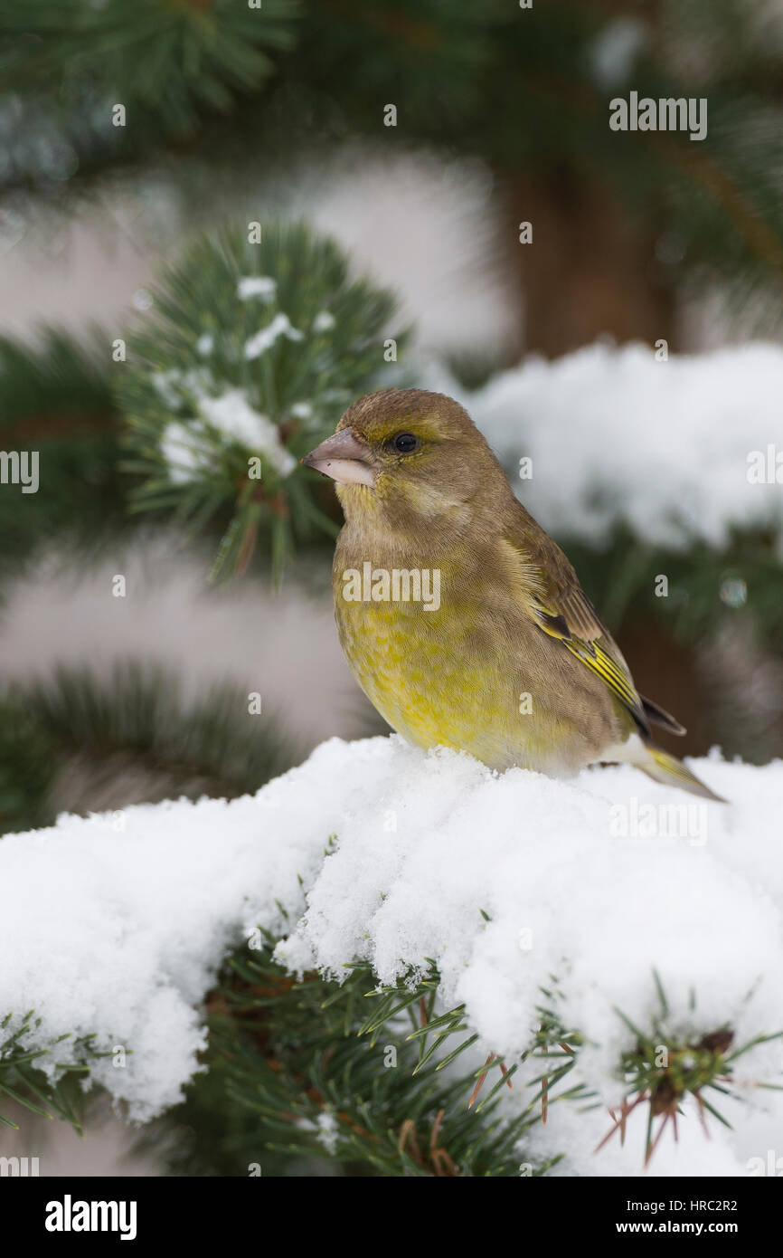 Greenfinch hi-res stock photography and images - Alamy