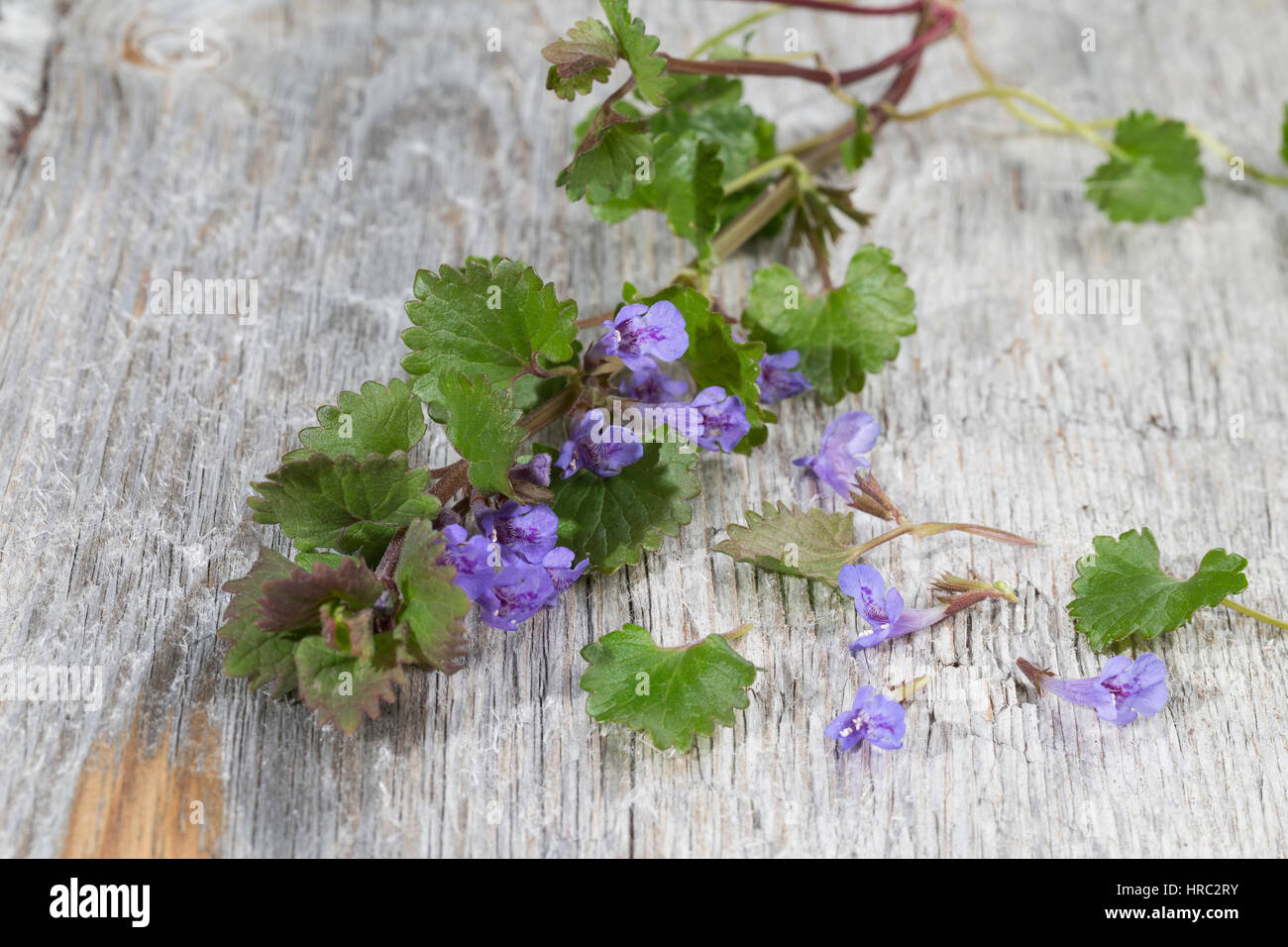 Ground ivy plant plants hi-res stock photography and images - Alamy