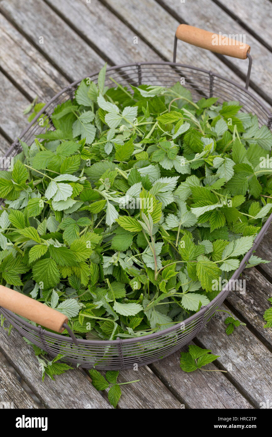 Himbeer-Blätter, Himbeerblätter gesammelt, Ernte, in einem Korb, Wilde ...