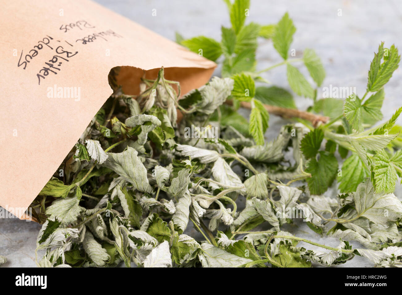 Himbeer-Blätter, getrocknete Himbeerblätter Ernte, Wilde Himbeere ...