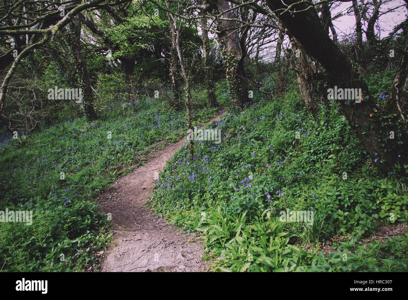 Countryside walk with path winding through trees Vintage Retro Filter ...