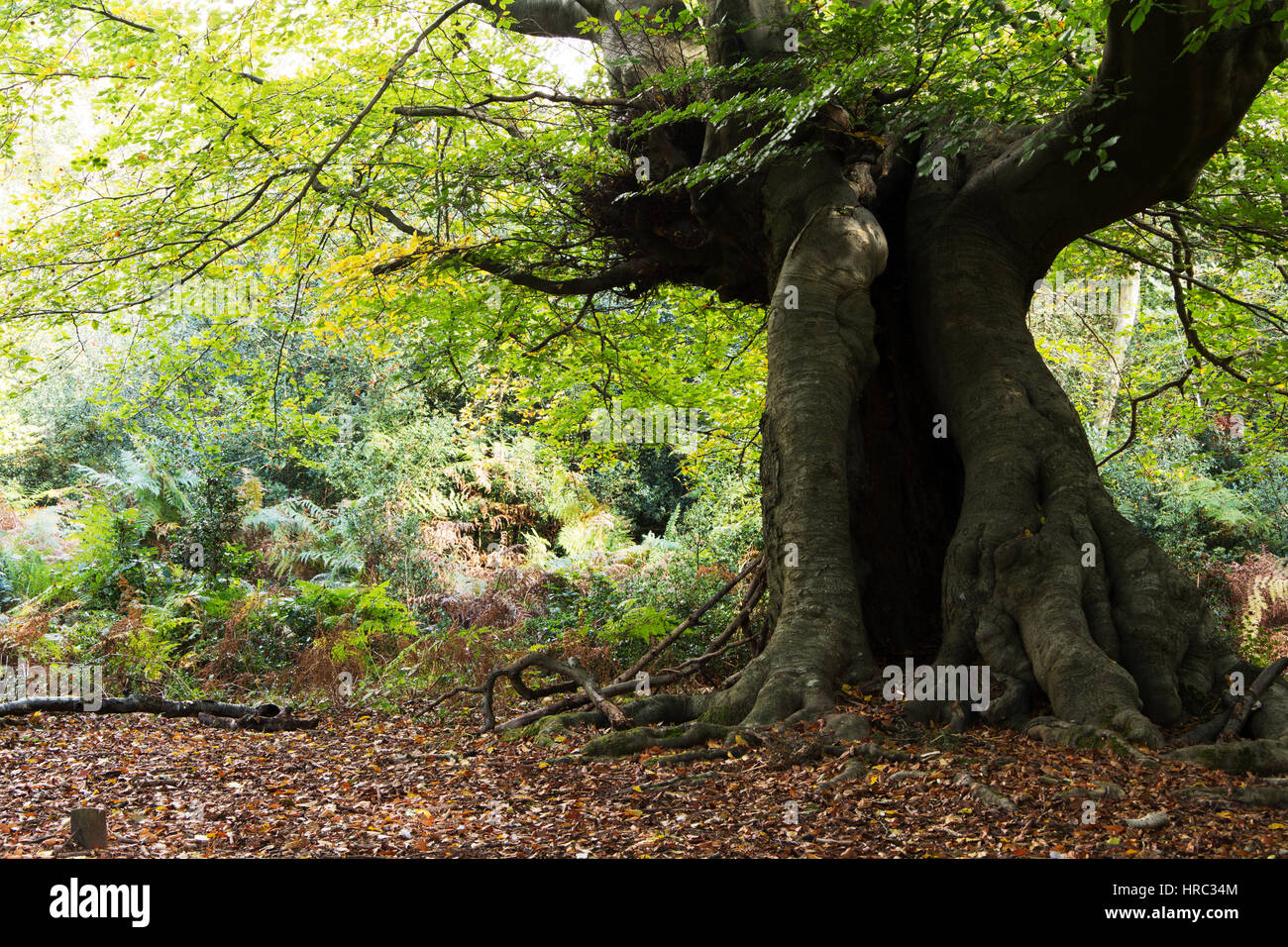 English woodland scene at the start of autumn Stock Photo - Alamy