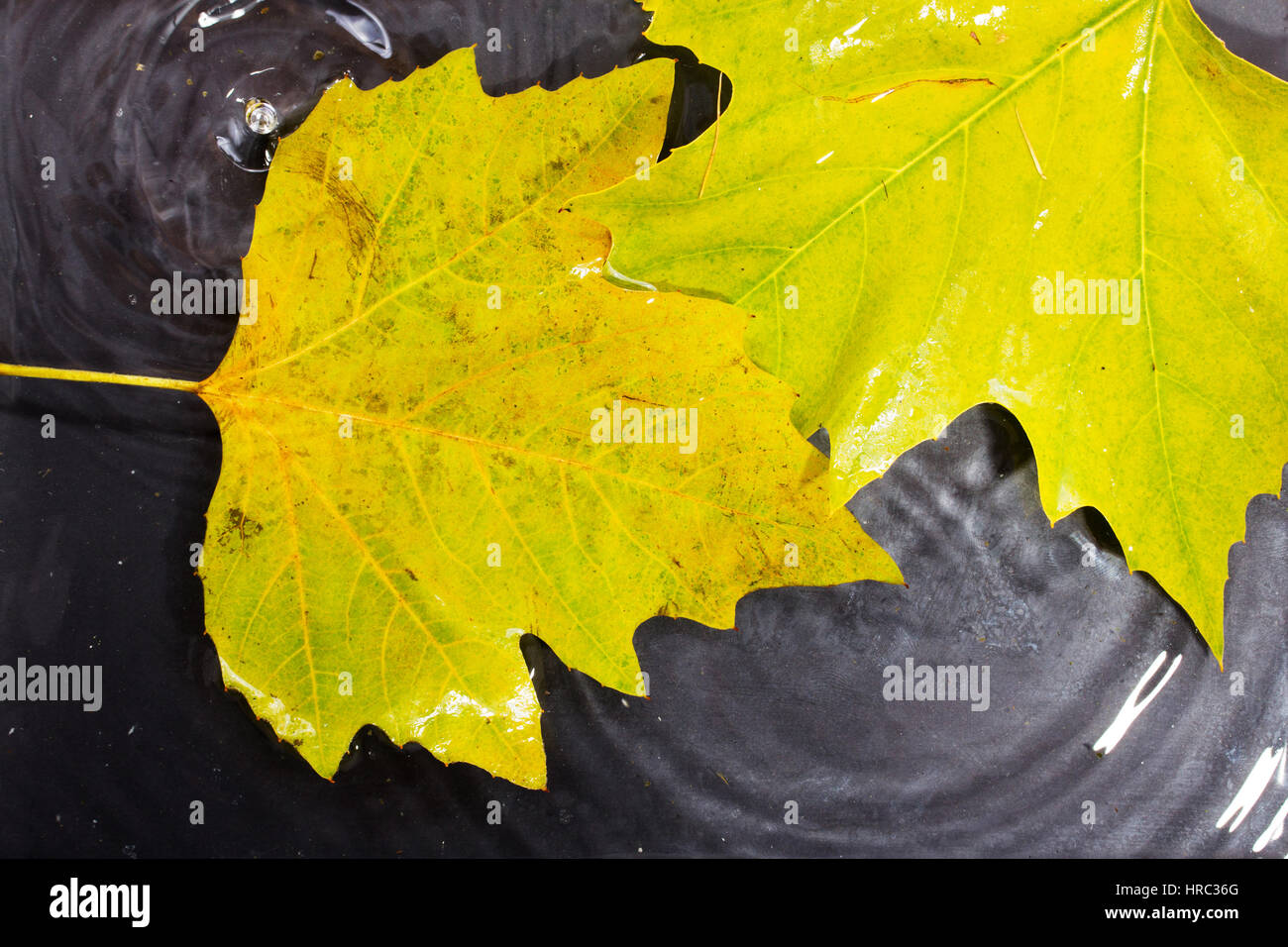 Bright colourful autumn leaf floating in water with ripples Stock Photo - Alamy