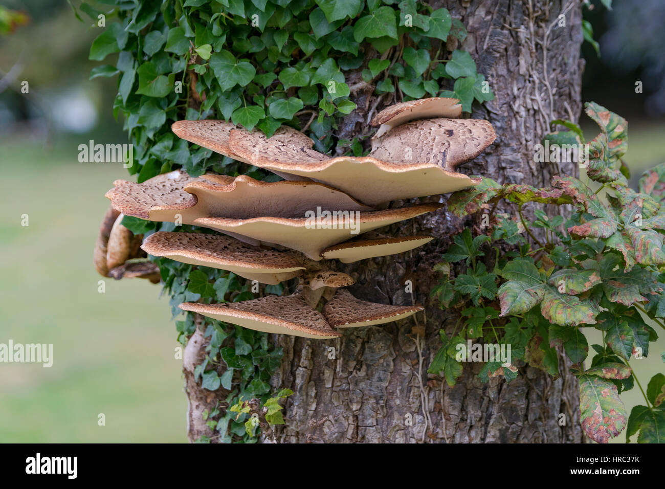 Wild mushrooms growing on a tree Stock Photo - Alamy