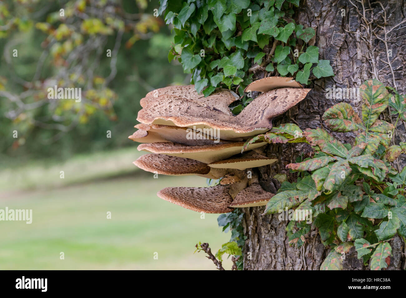 Tree growing wild hi-res stock photography and images - Alamy