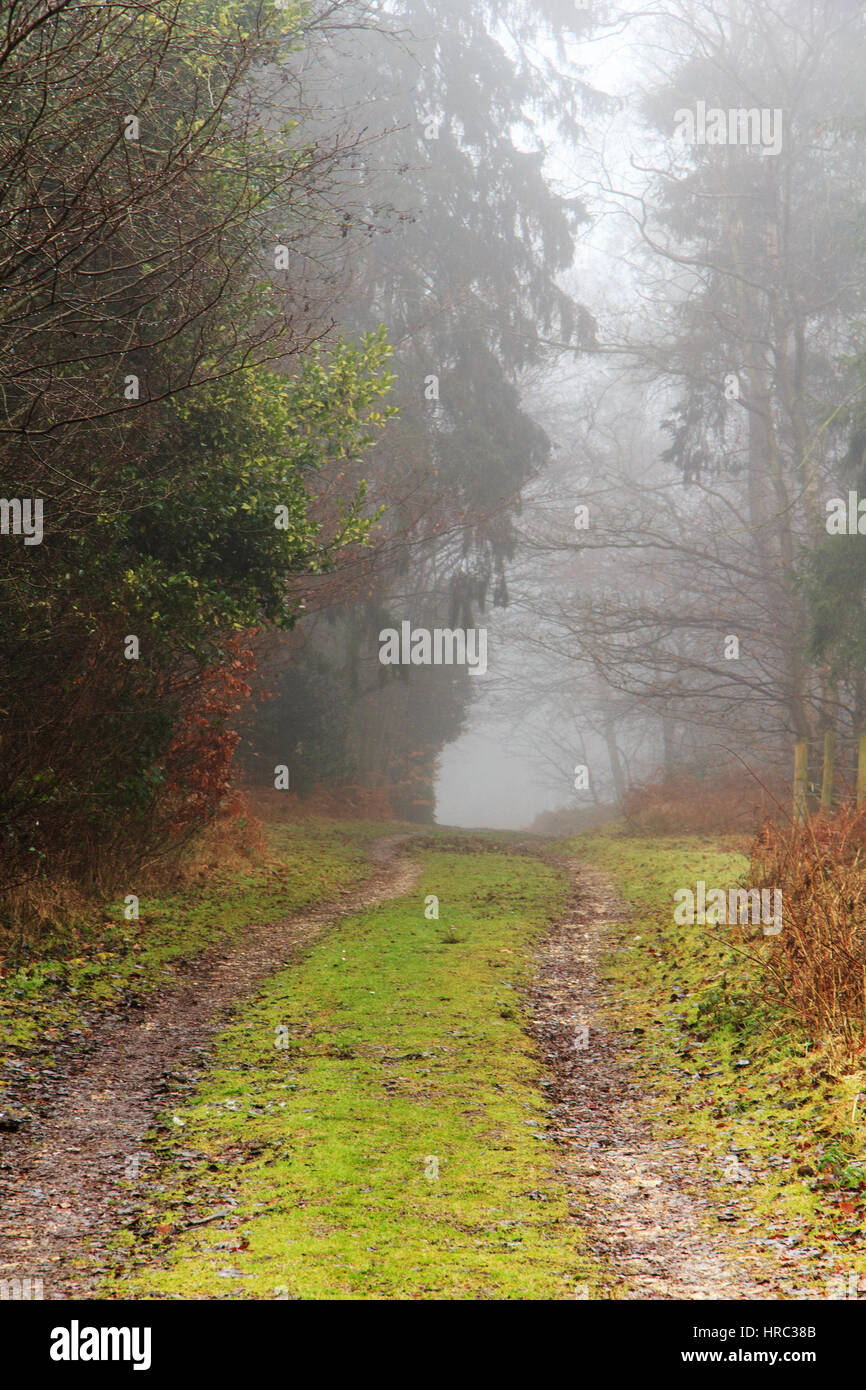 English woodland on a foggy misty January morning Stock Photo - Alamy