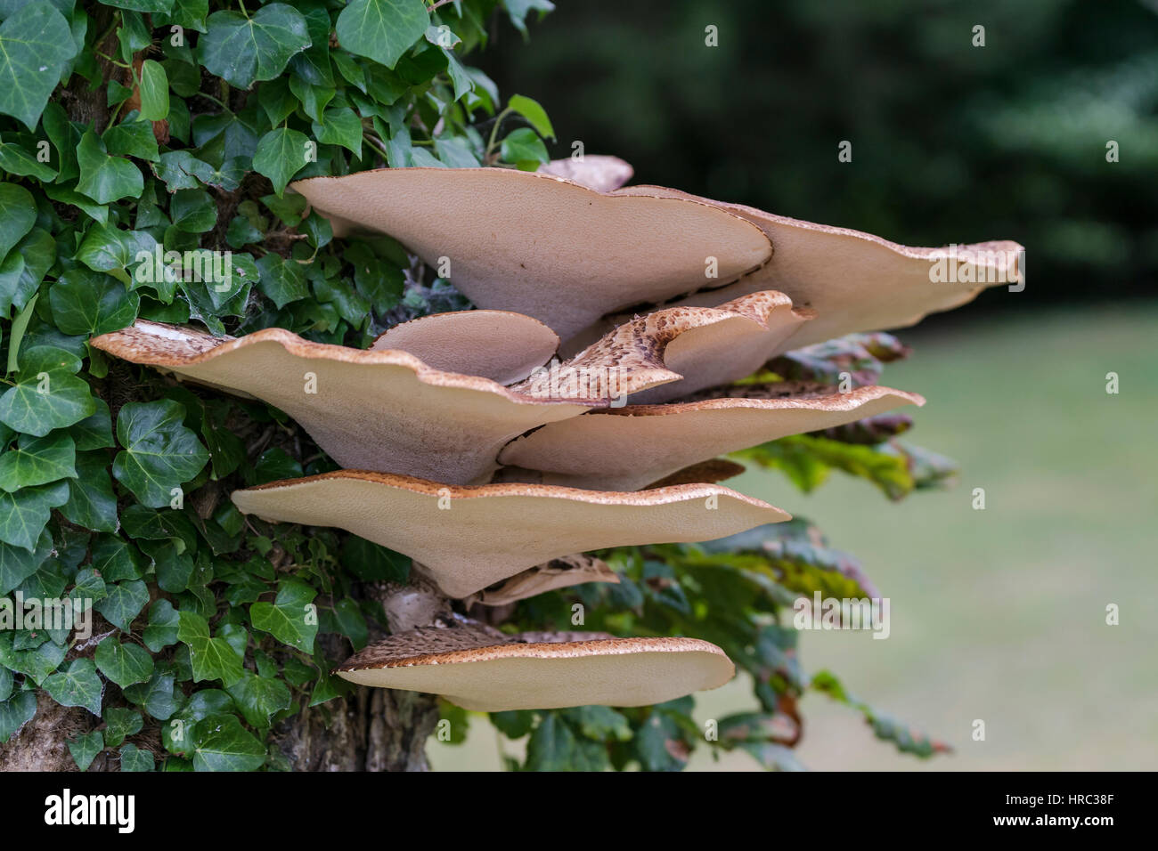 Wild mushrooms growing on a tree Stock Photo - Alamy