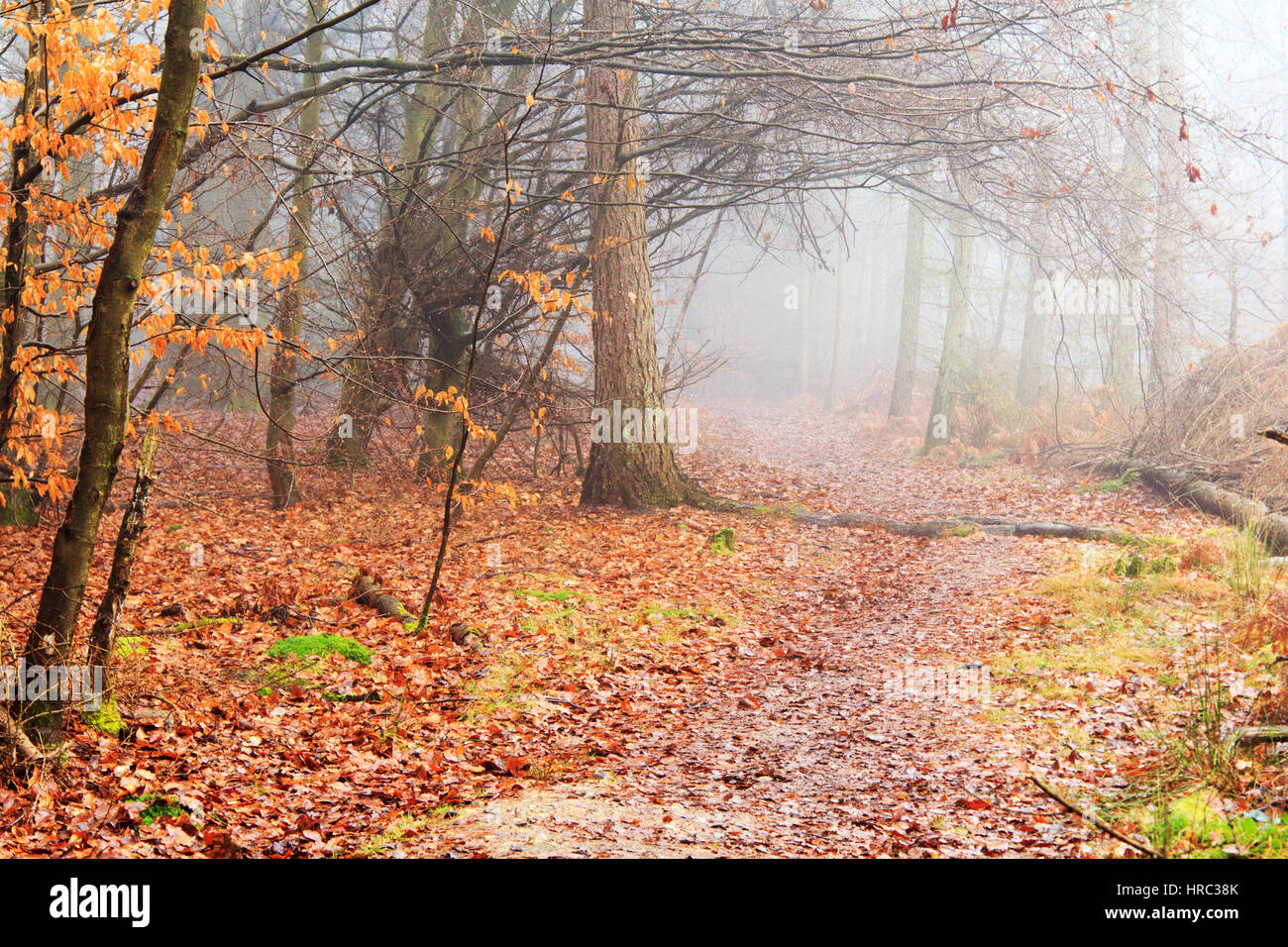 English woodland on a foggy misty January morning Stock Photo - Alamy