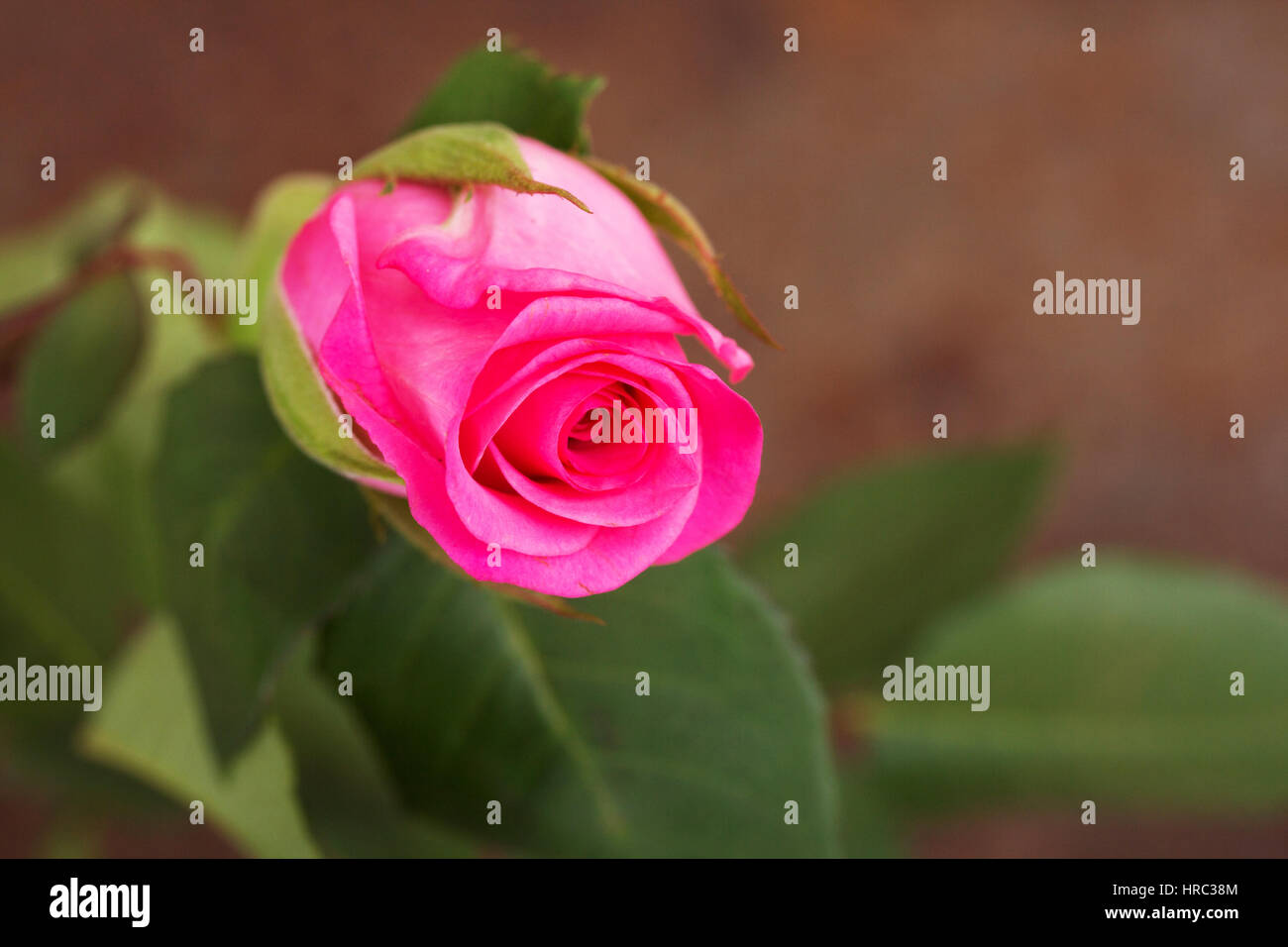 Delicate beautiful pink rose on a plain background Stock Photo - Alamy