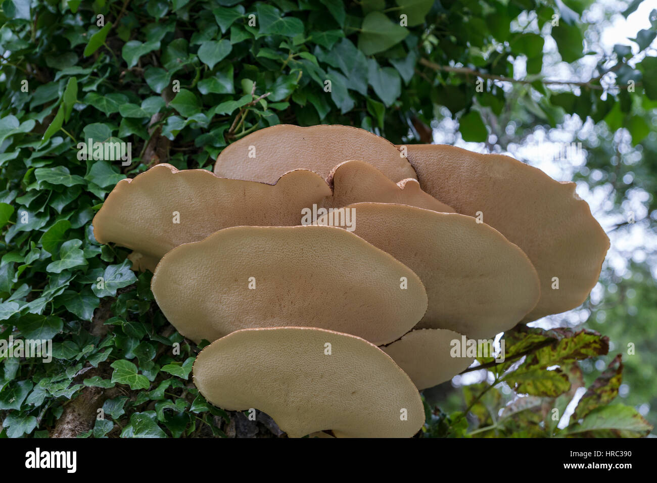 Wild mushrooms growing on a tree Stock Photo - Alamy