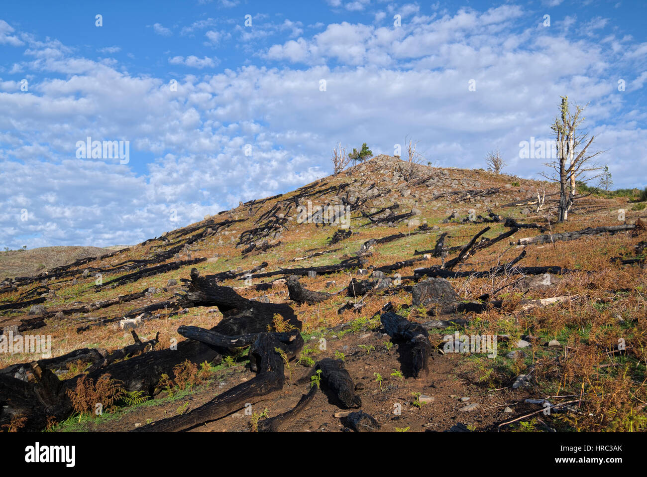 Burnt trees after forest fire, Poiso, Madeira, Portugal Stock Photo - Alamy