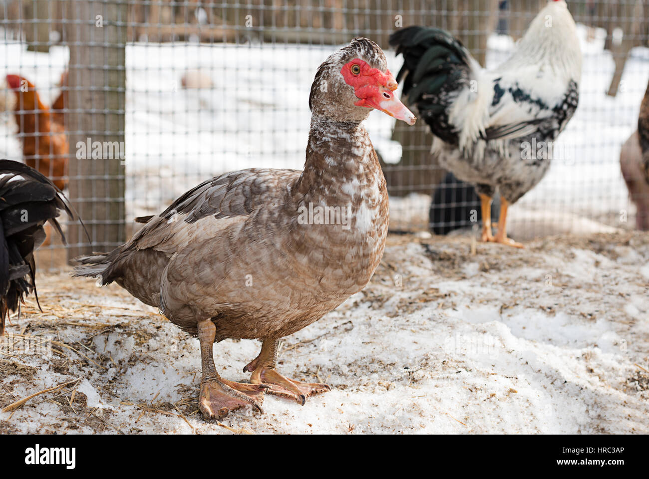 Household duck hi-res stock photography and images - Alamy