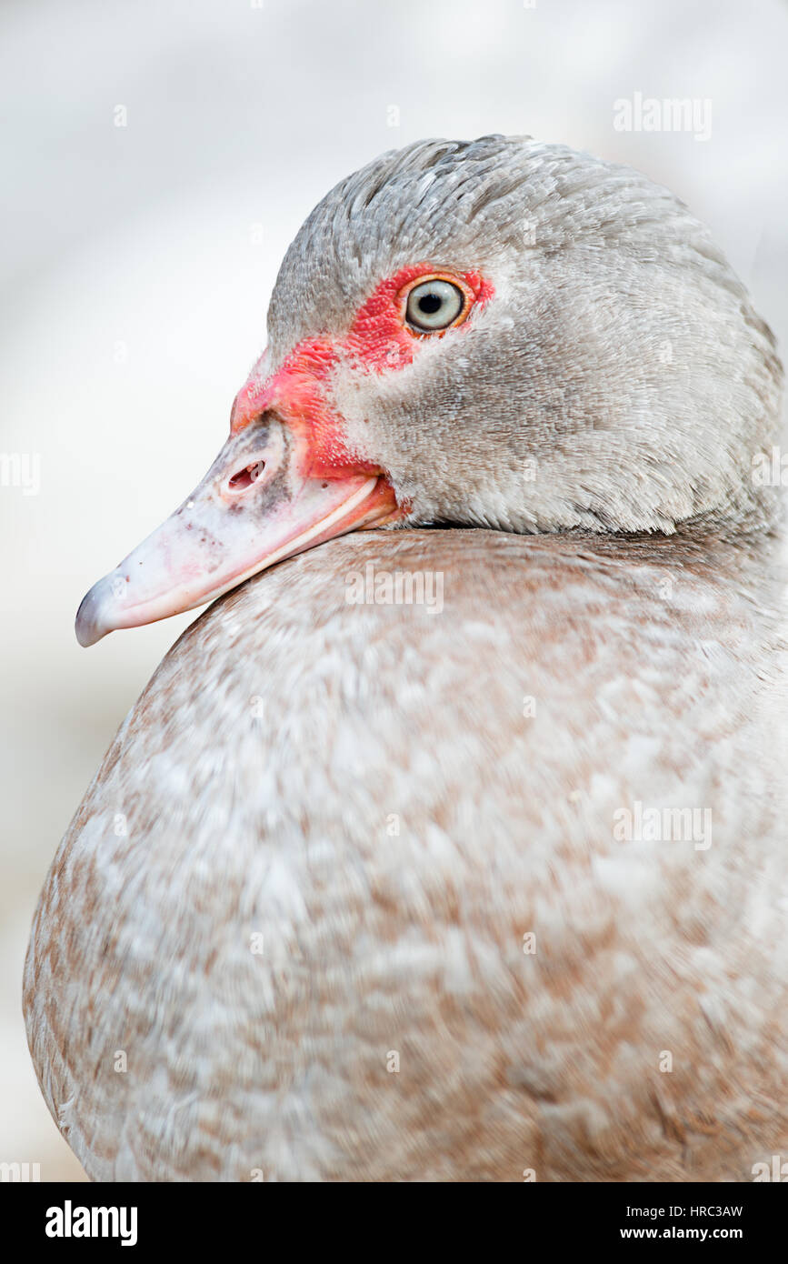 Duck with red beak hi-res stock photography and images - Alamy