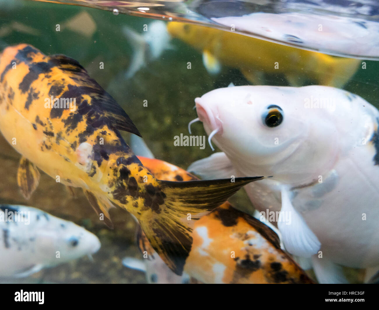Coloured koi carp hi-res stock photography and images - Alamy