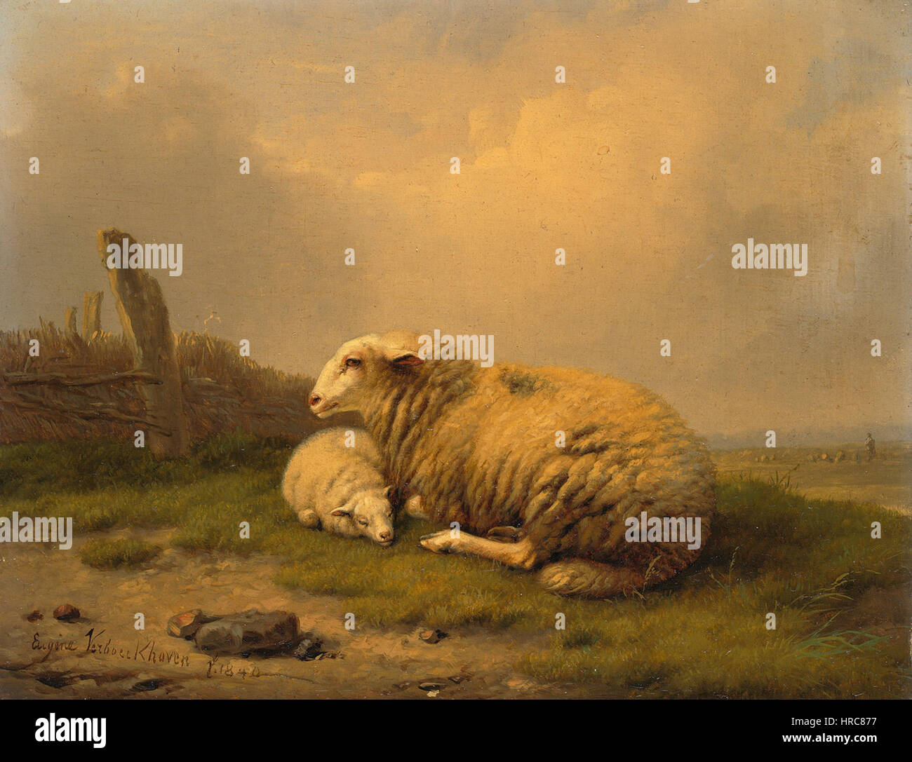 SA 1033-Een rustend schaap en een lam Stock Photo - Alamy