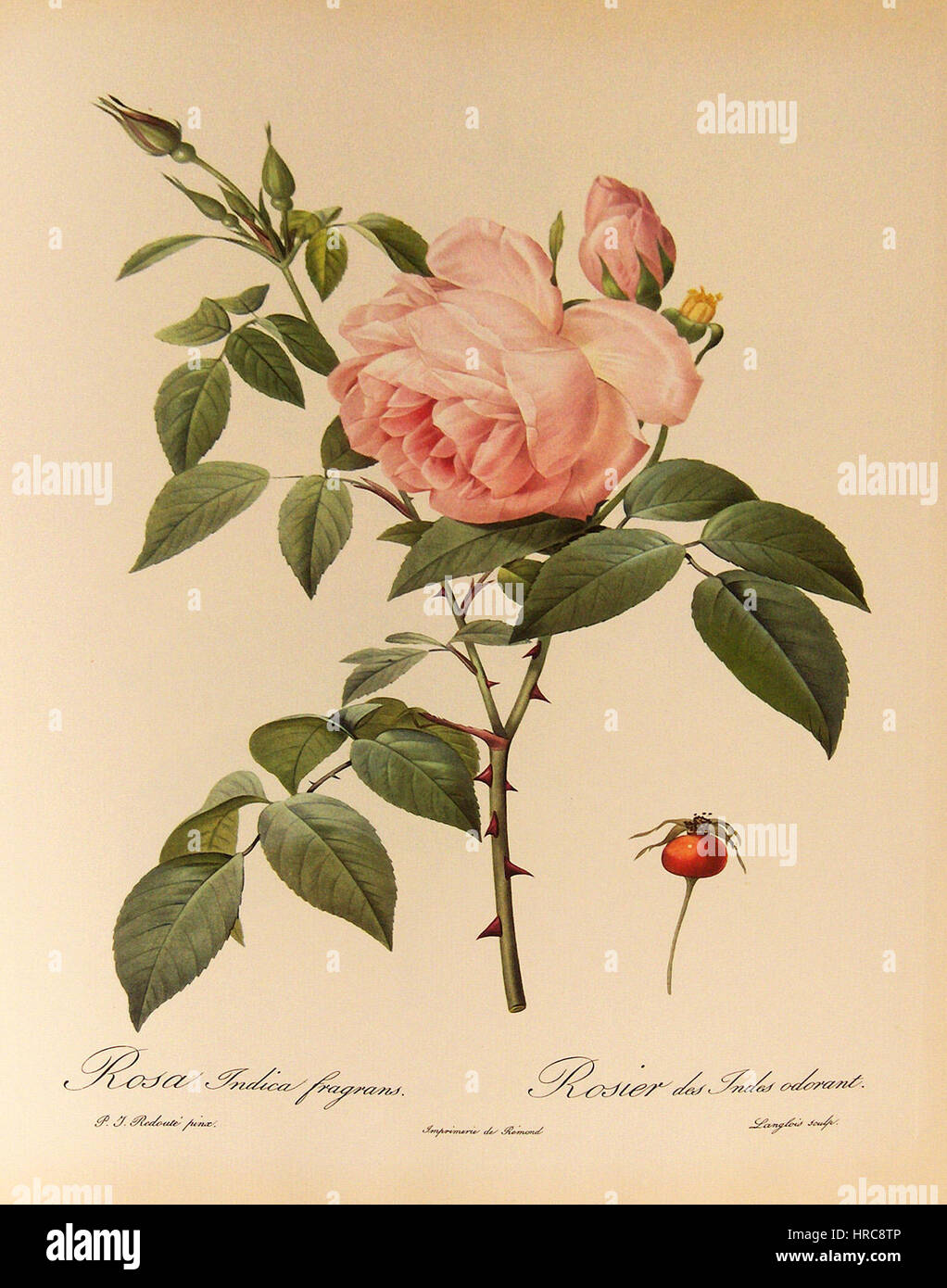 Rosa indica hi-res stock photography and images - Alamy