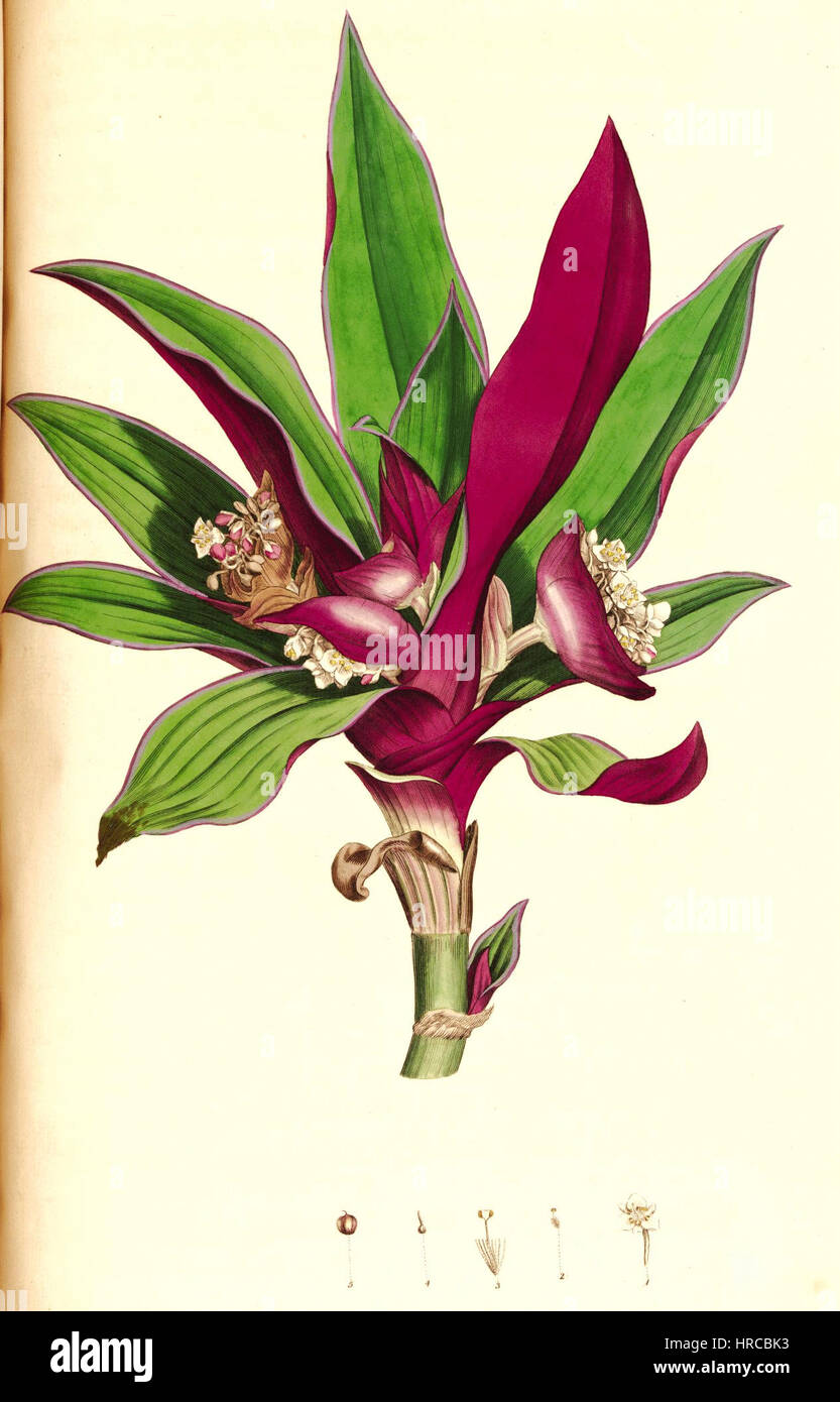 Rhoeo rhoeo hi-res stock photography and images - Alamy