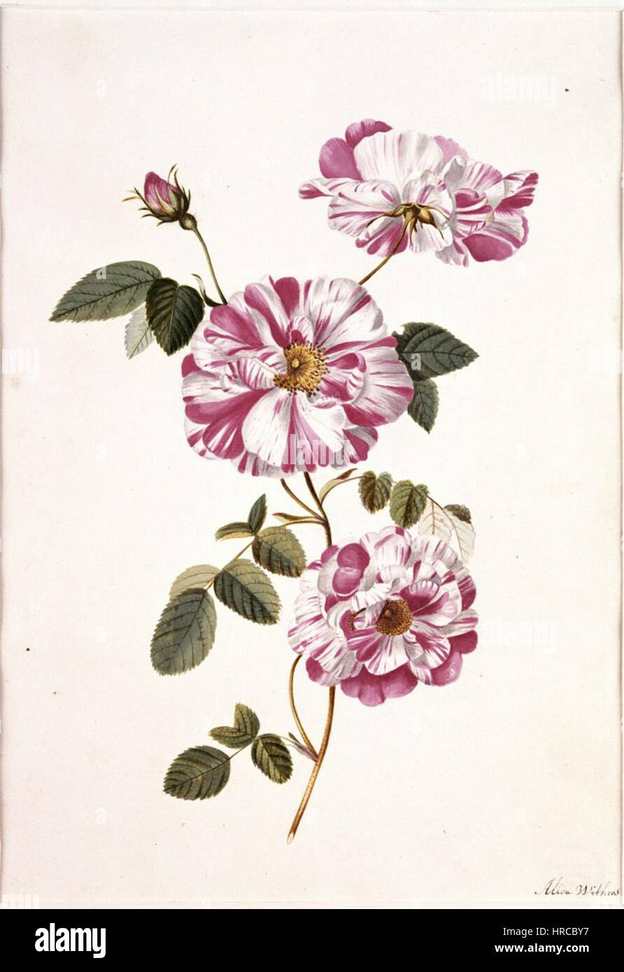 Botanical illustration vintage rose hi-res stock photography and images ...