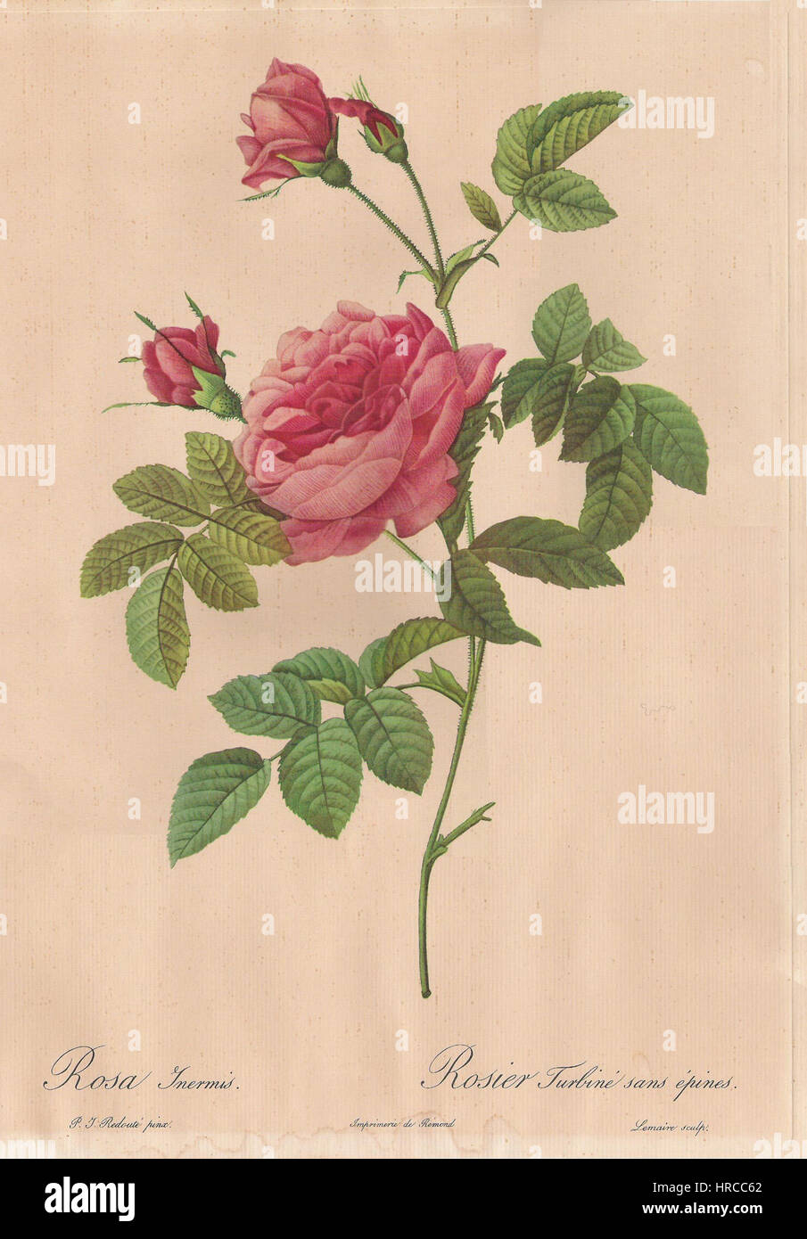 'Rosa inermis' by Pierre-Joseph Redouté is a botanical illustration ...