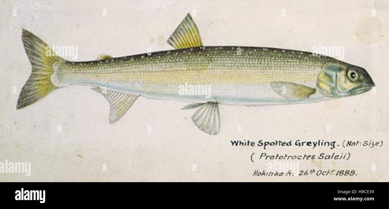 Oxyrhynchus hi-res stock photography and images - Alamy