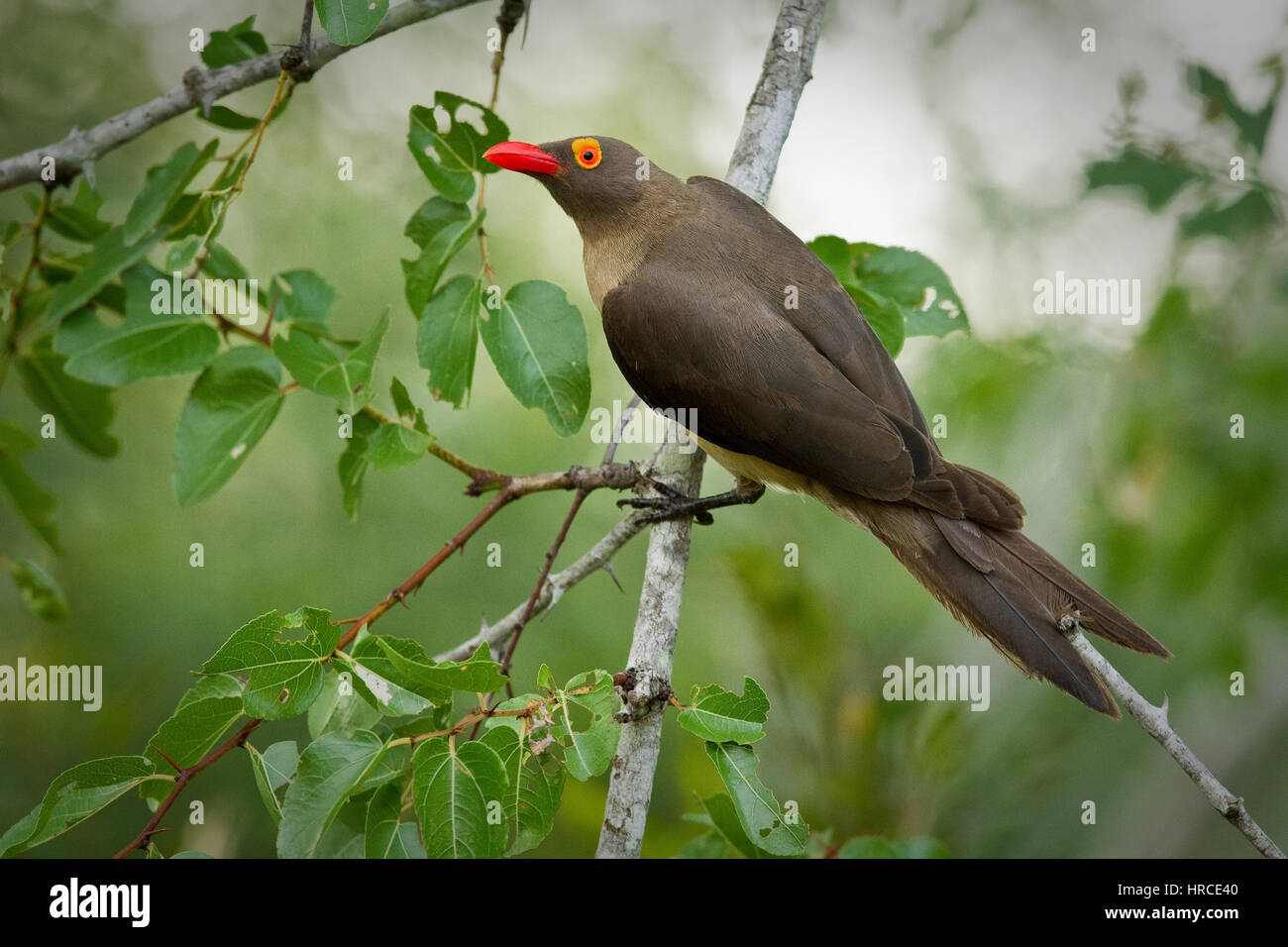 Red Billed Oxpecker